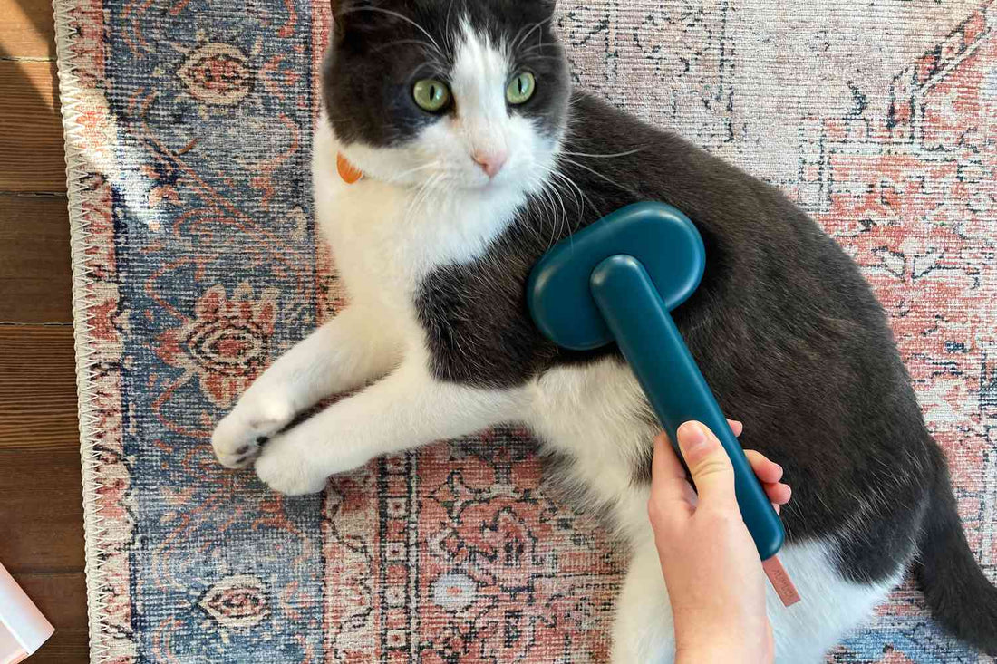 Best Cat Brush for Short Hair | Total Pet Supplies - Total Pet Supplies