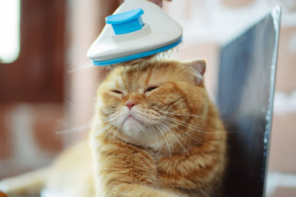 Cat Steam Brush Australia | Total Pet Supplies - Total Pet Supplies